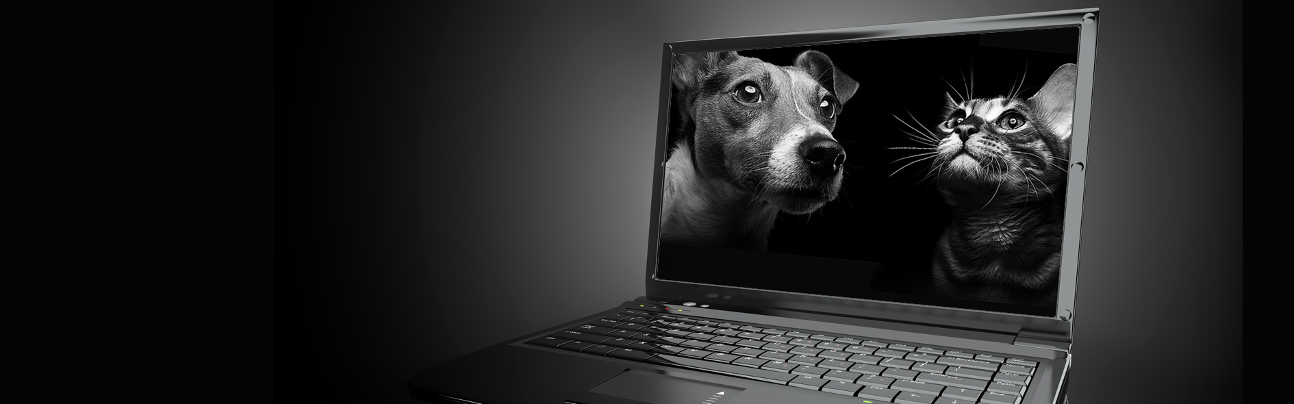 PAWedu – Promotion of Animal Welfare Education